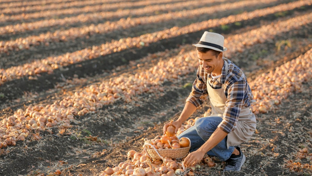Tot ce trebuie sa stii despre cultura cepei