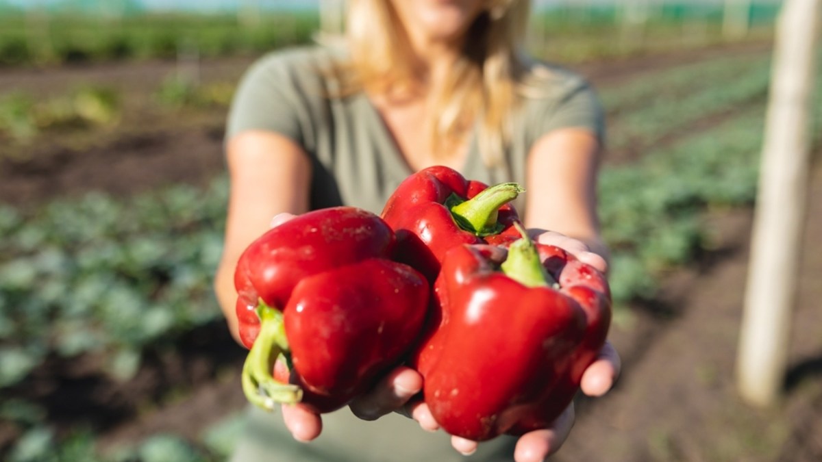 Totul despre cultura ardeiului