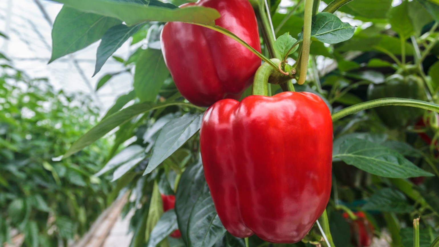 Totul despre cultura ardeiului