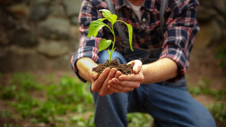 Totul despre cultura ardeiului