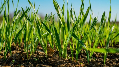 Totul despre cultura graului