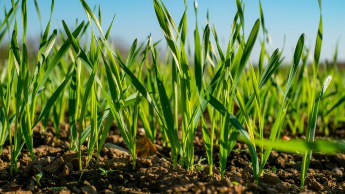 Totul despre cultura graului