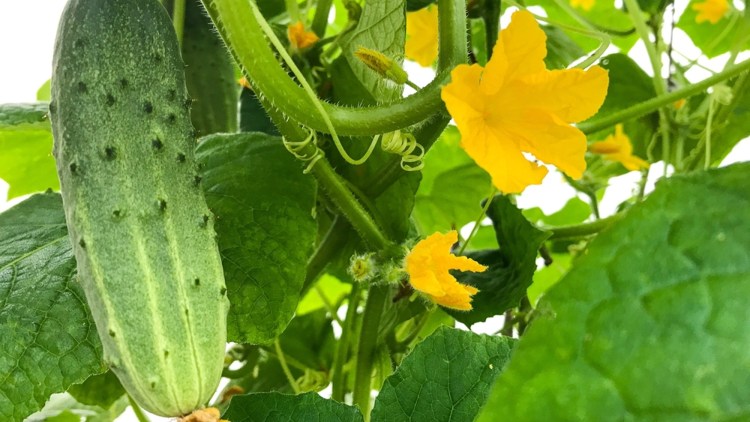 Totul despre cultura castravetilor