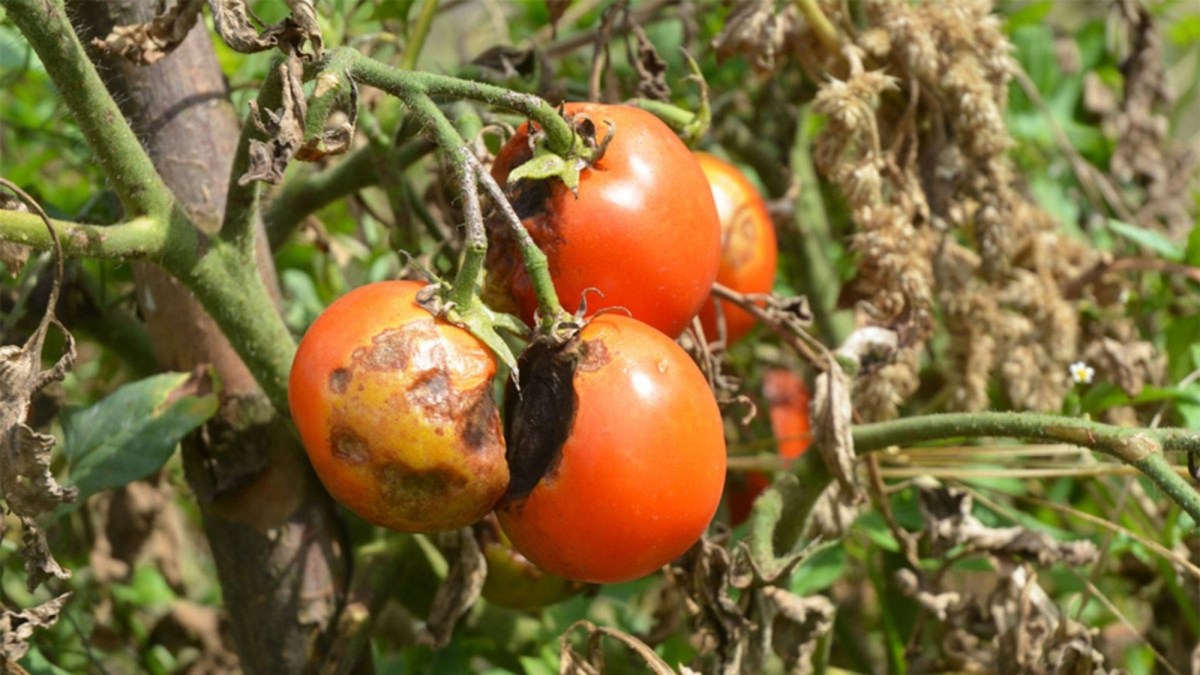 Tot ce trebuie sa stii despre mana la rosii