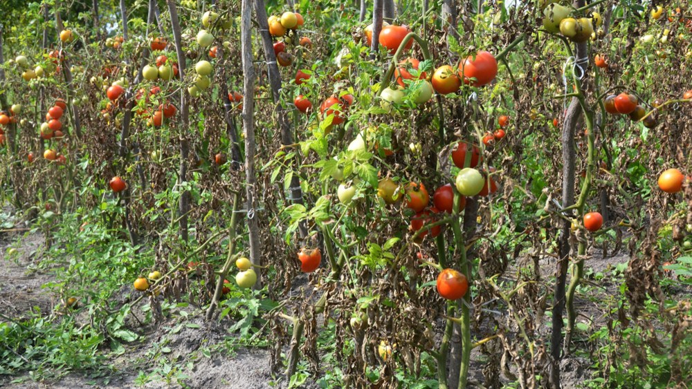 Tot ce trebuie sa stii despre mana la rosii