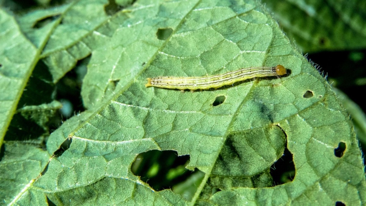 Tot ce trebuie sa stii despre omida fructelor