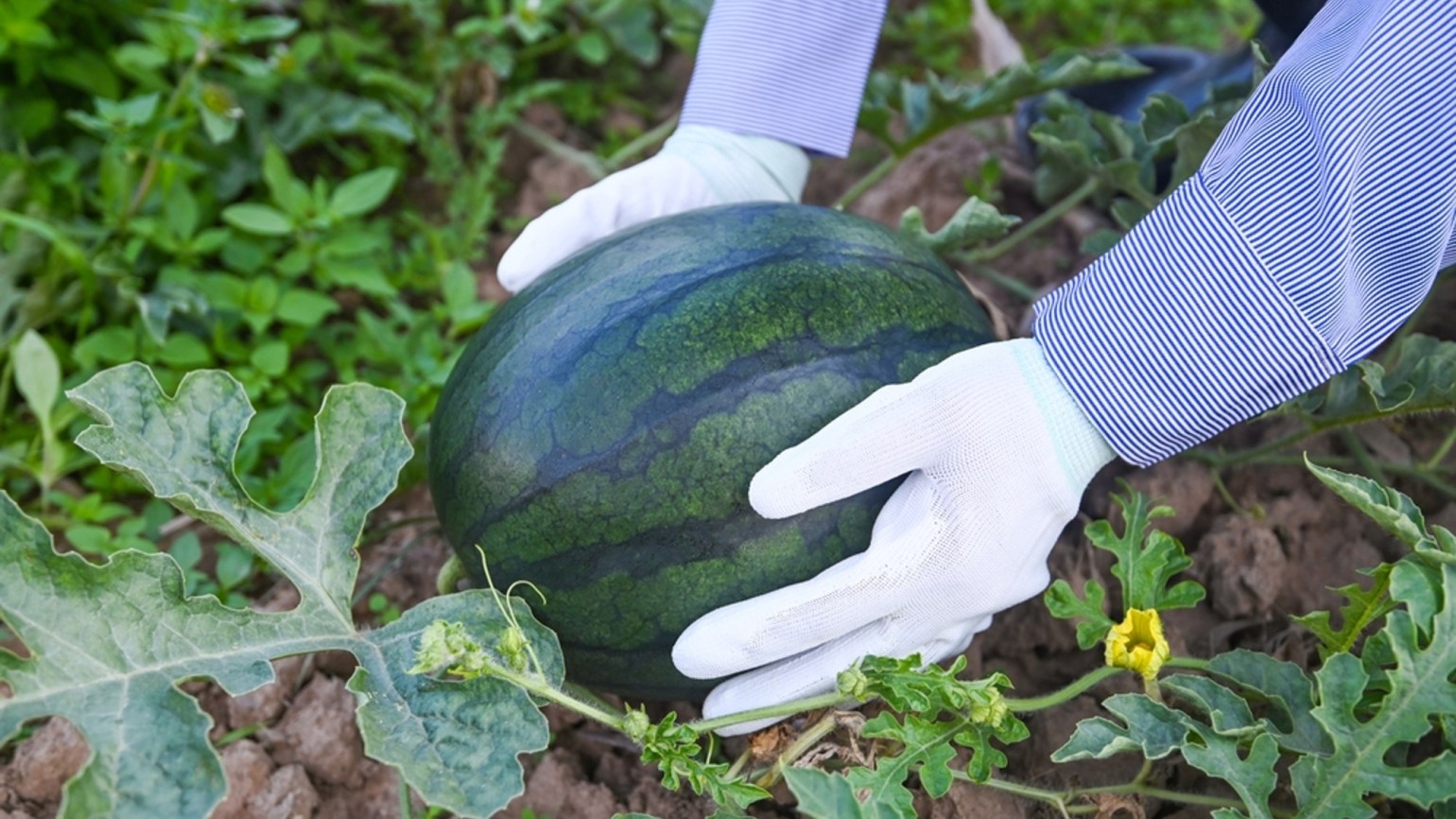 Mana la castraveți soluții inovative de combatere