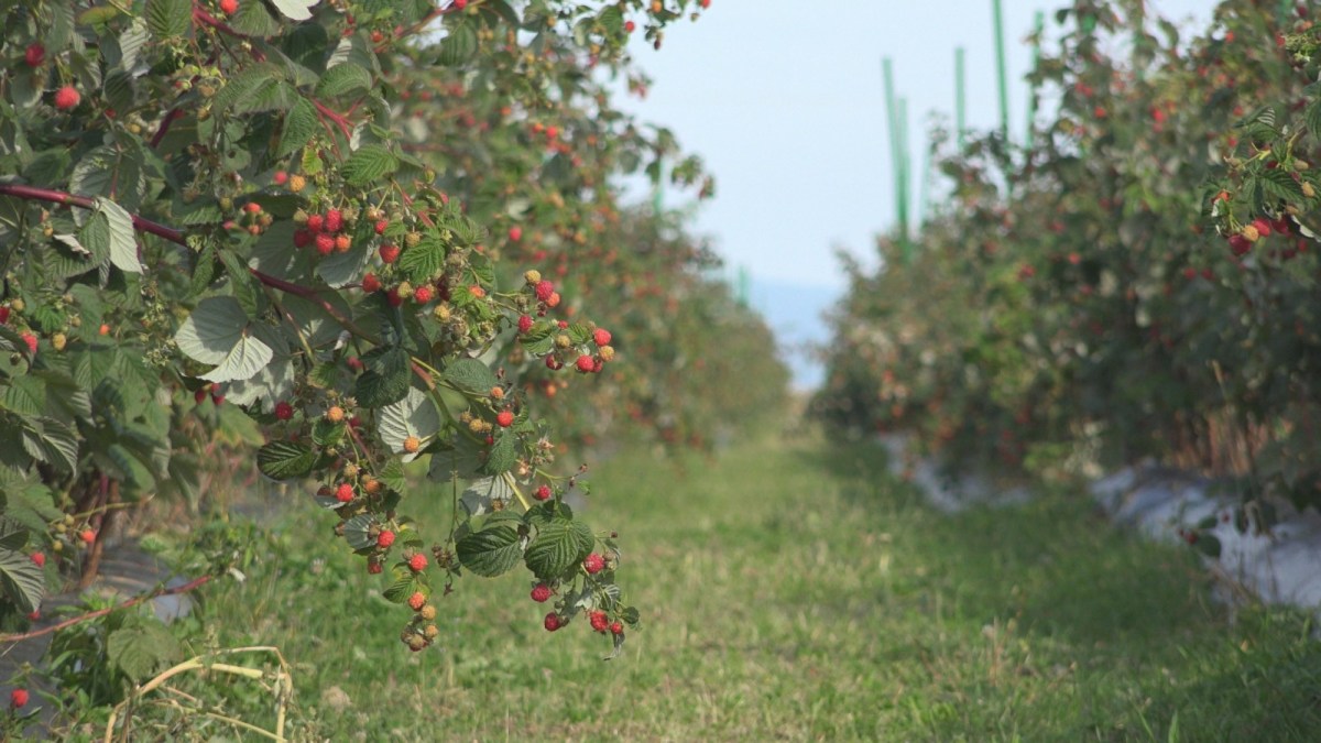 Cultura de zmeura: plantare, intretinere, principalele boli