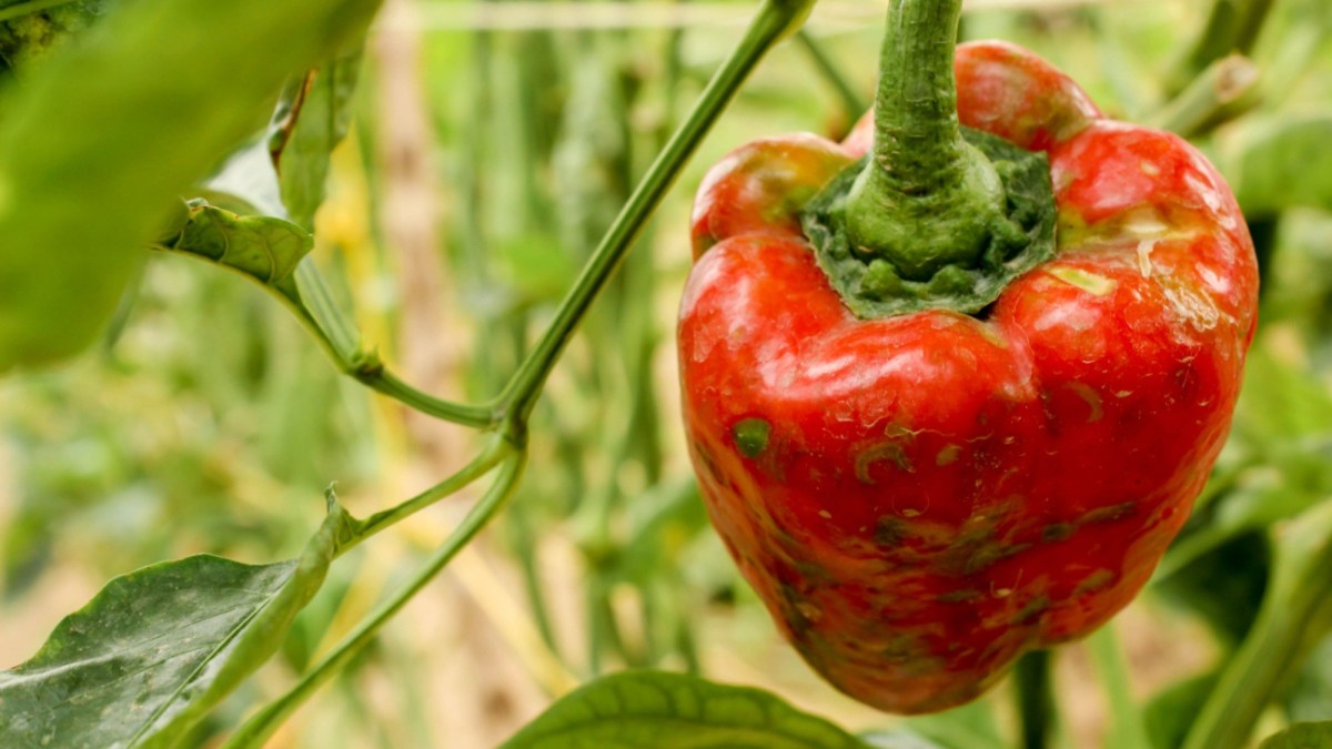 Bolile ardeiului: simptome, prevenire și combatere