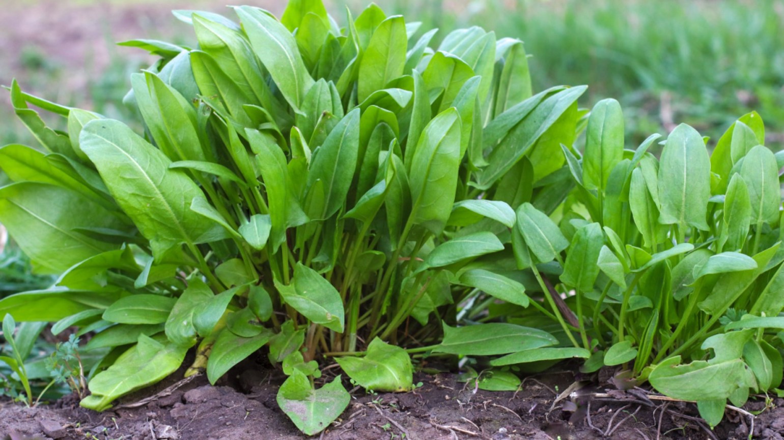 Măcrișul - înființare, întreținere, recoltare