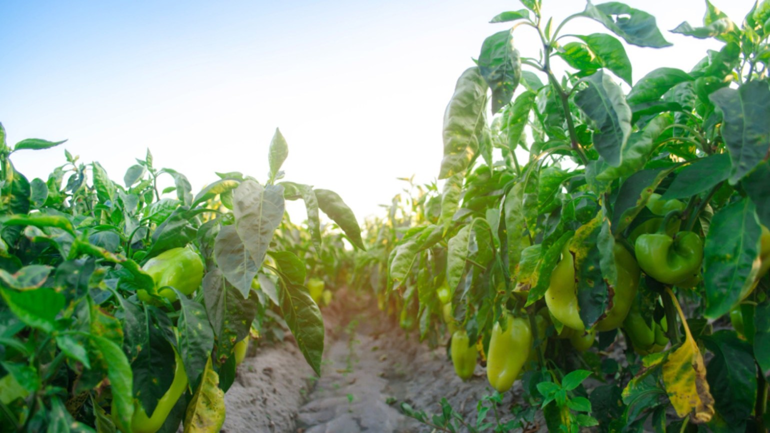 Bolile ardeiului: simptome, prevenire și combatere