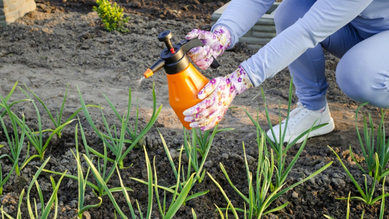 Bolile cepei: identificare, prevenire și combatere