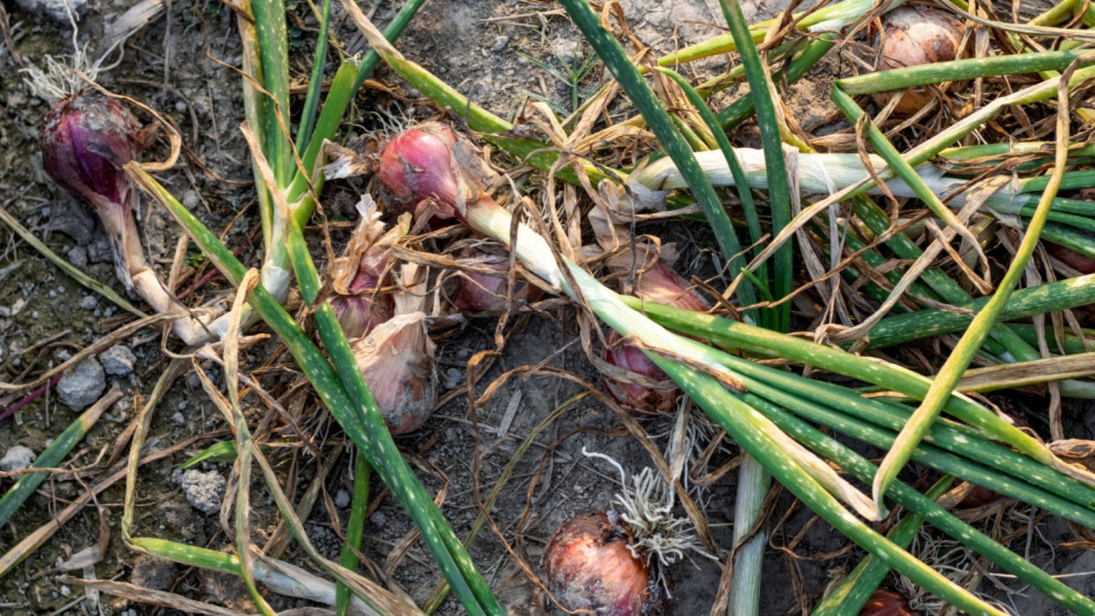 Bolile cepei: identificare, prevenire și combatere