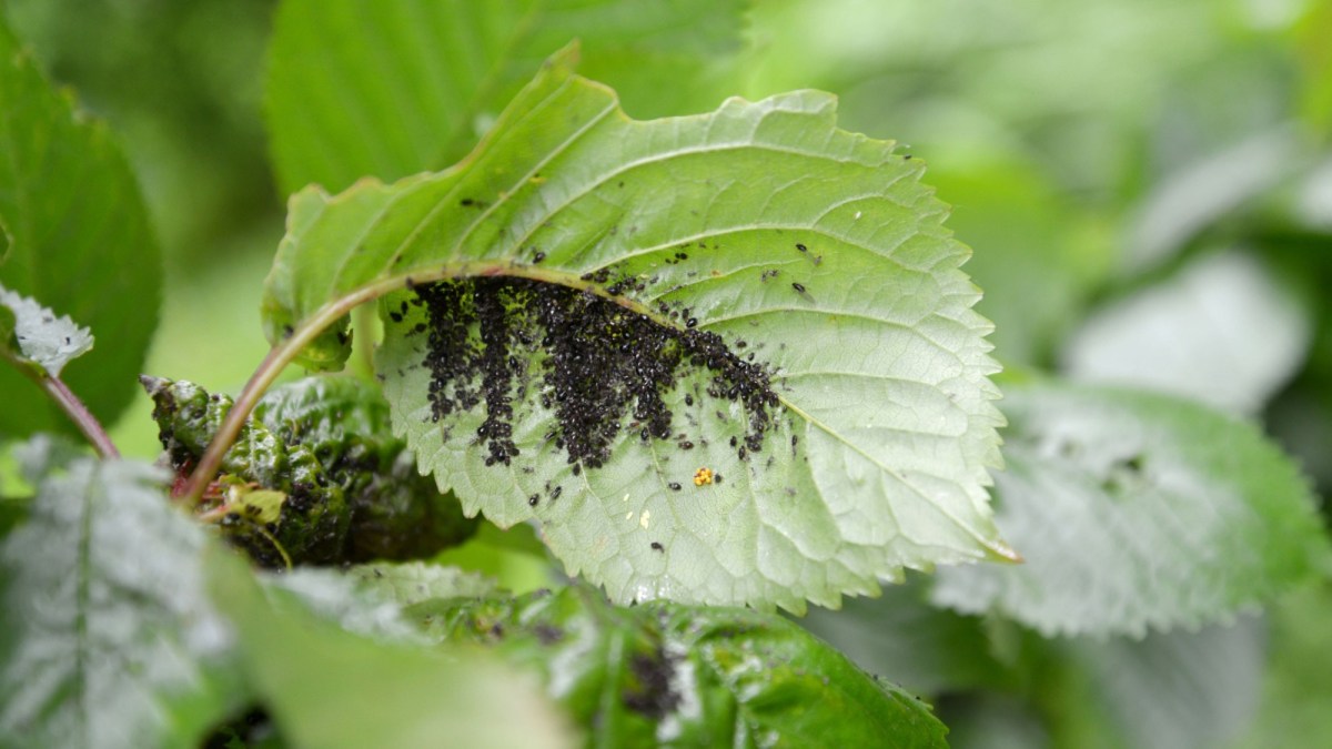 Boli și tratamente la cireș - soluții moderne de protecție