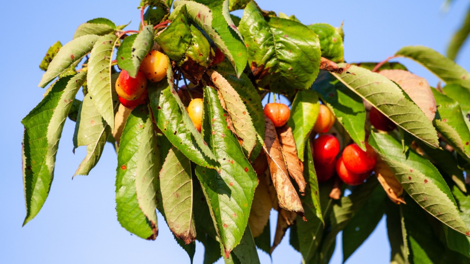 Boli și tratamente la cireș - soluții moderne de protecție