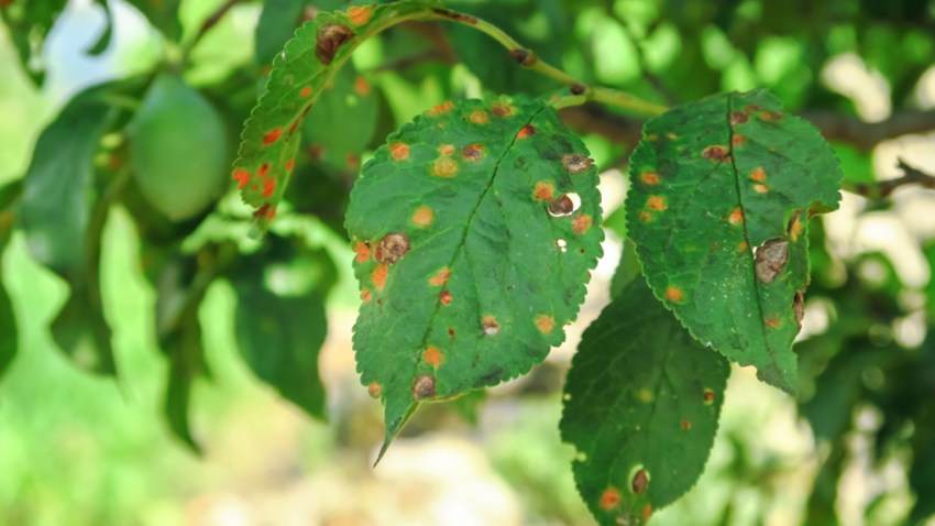 Boli și tratamente la prun: cum gestionezi provocările