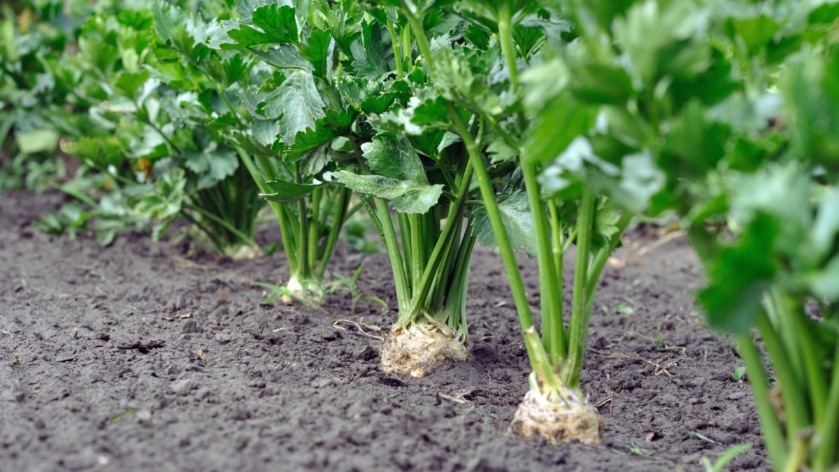 Ghid cultura de țelină: înființare, îngrijire, recoltare