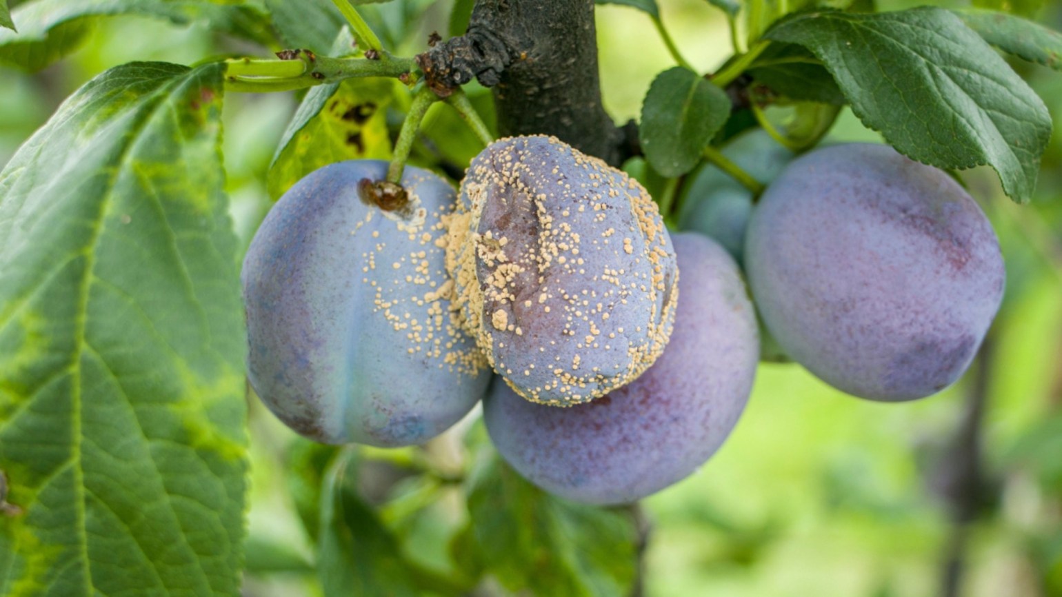 Boli și tratamente la prun: cum gestionezi provocările