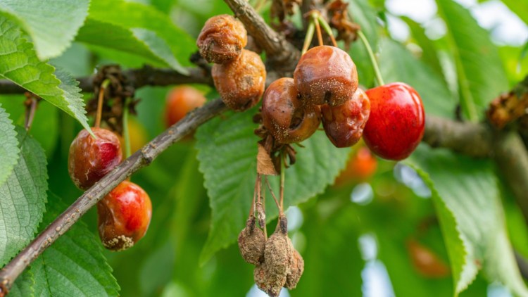 Boli și tratamente la cireș - soluții moderne de protecție