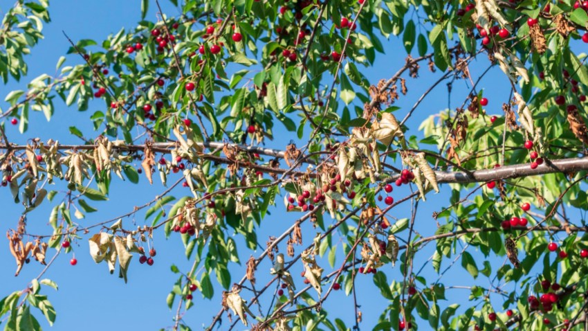 Boli și tratamente la cireș - soluții moderne de protecție