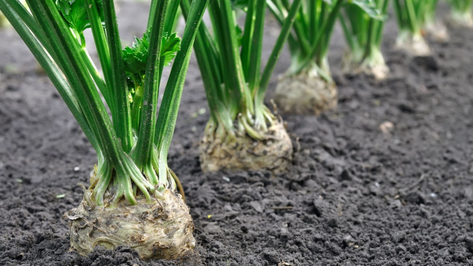 Ghid cultura de țelină: înființare, îngrijire, recoltare