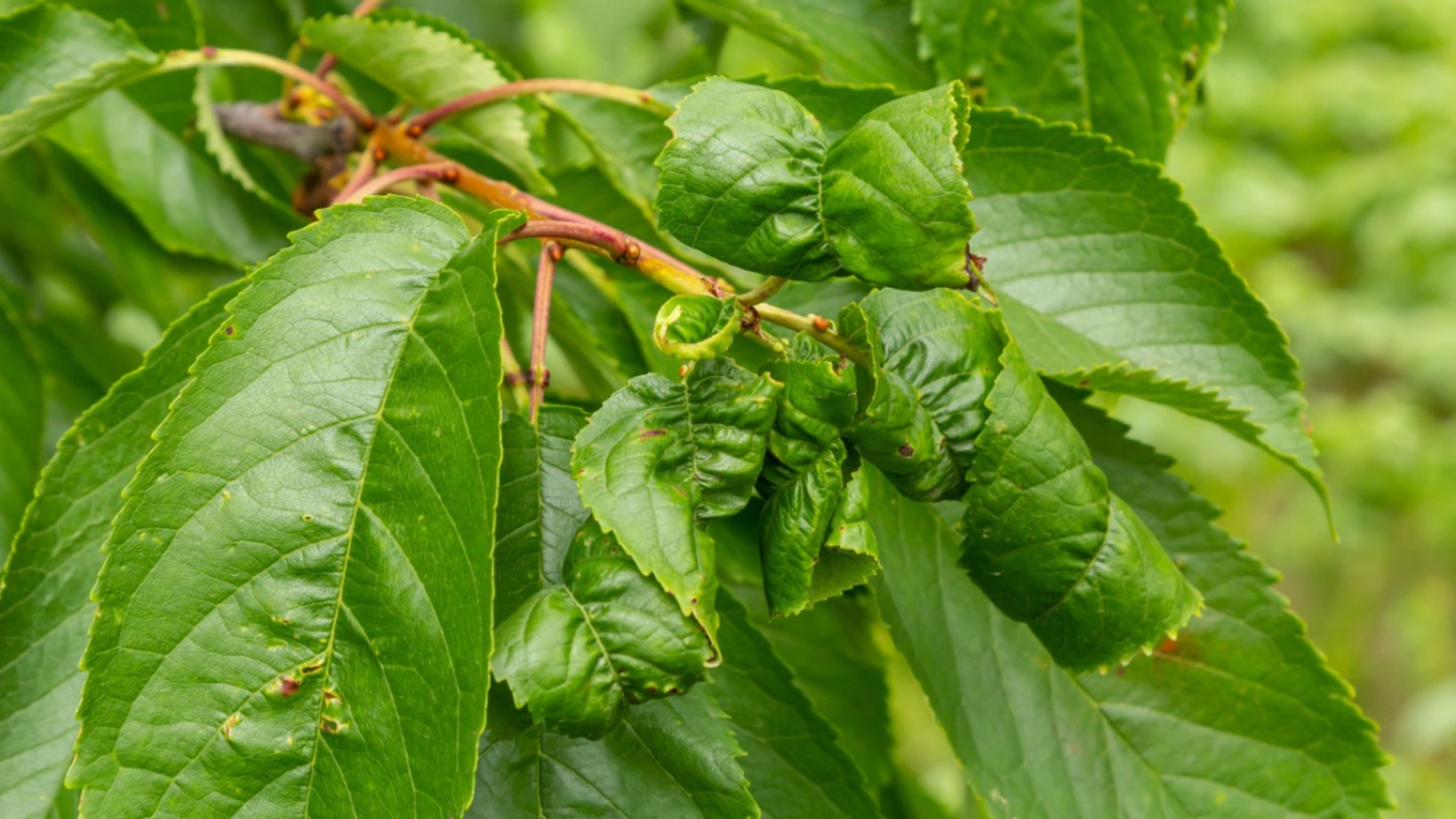 Boli și tratamente la cireș - soluții moderne de protecție