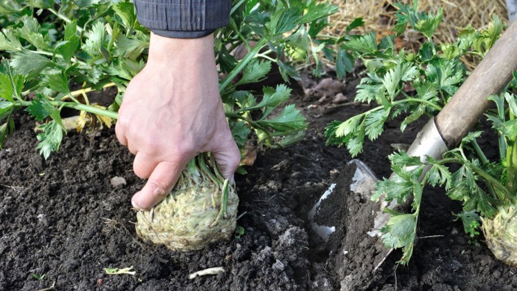 Ghid cultura de țelină: înființare, îngrijire, recoltare