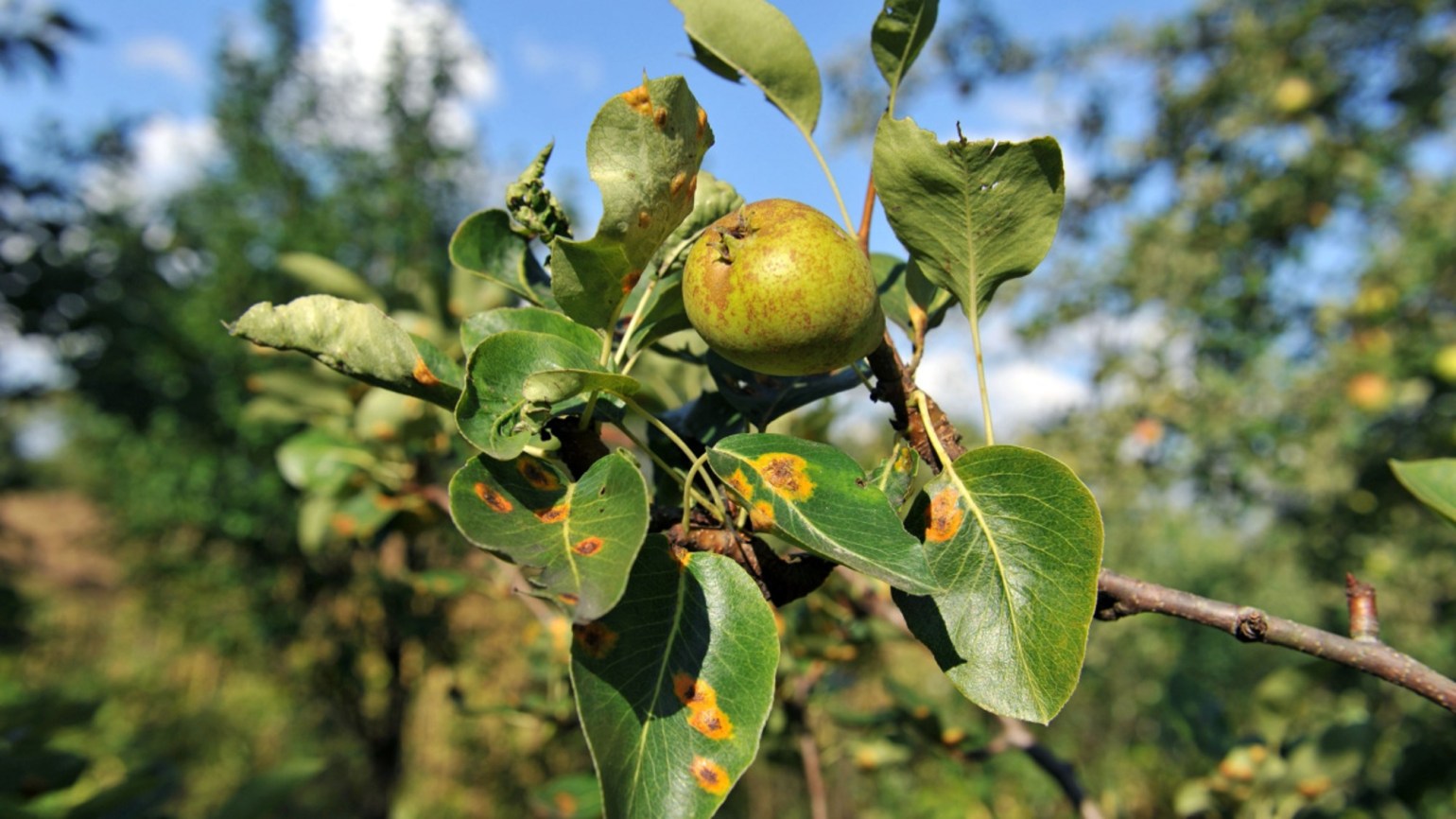 Bolile părului - tratamente și soluții moderne de protecție