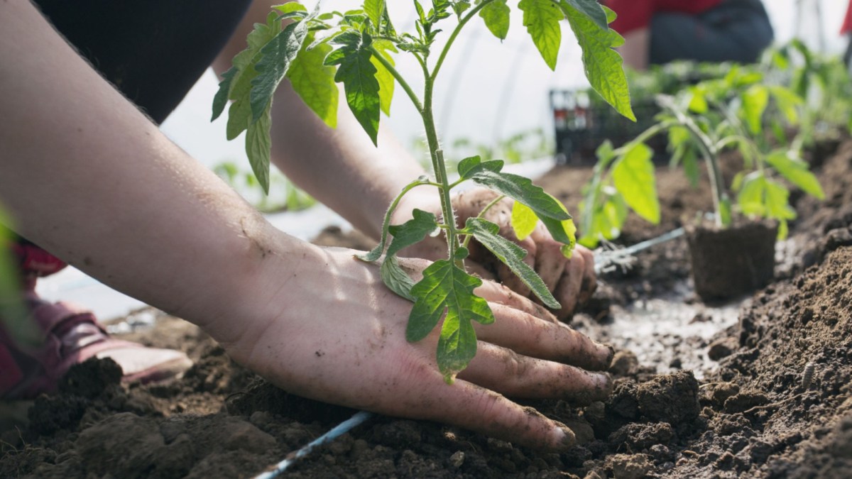 Dezinfecția solului și tratamente la tomate, sere și solarii