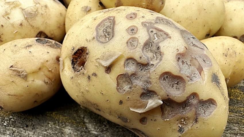 Totul despre bolile cartofului: identificare și tratament