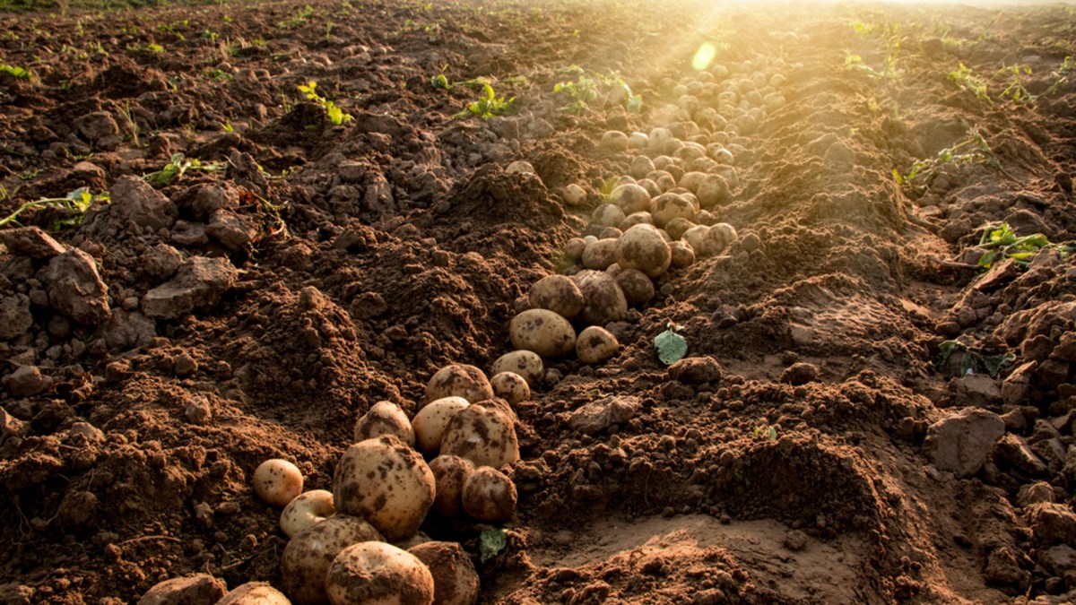 Totul despre bolile cartofului: identificare și tratament