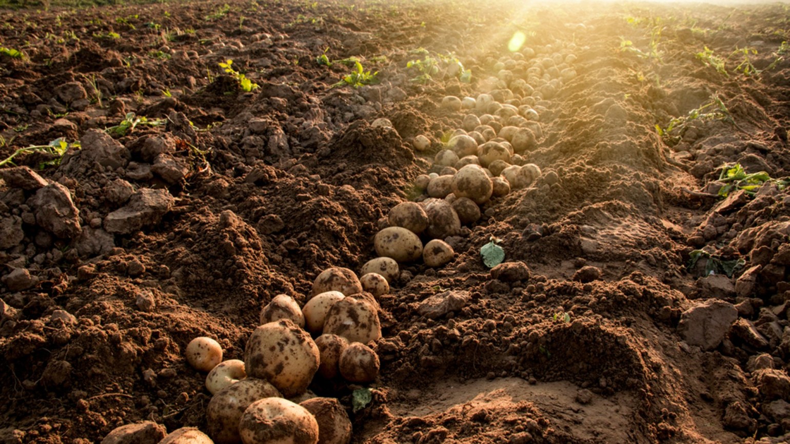 Totul despre bolile cartofului: identificare și tratament