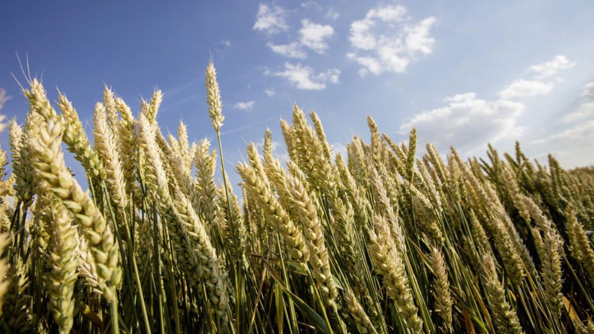 Evoluția prețului cerealelor și impactul asupra agriculturii românești ...