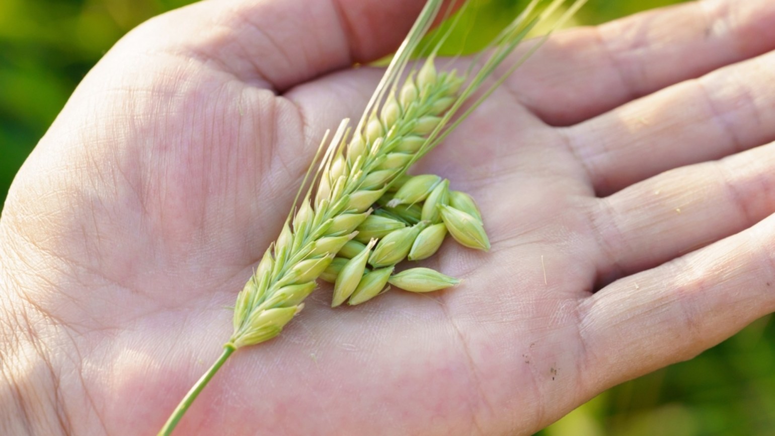 Cultura de orz de primăvară: soluții de fertilizare și prote