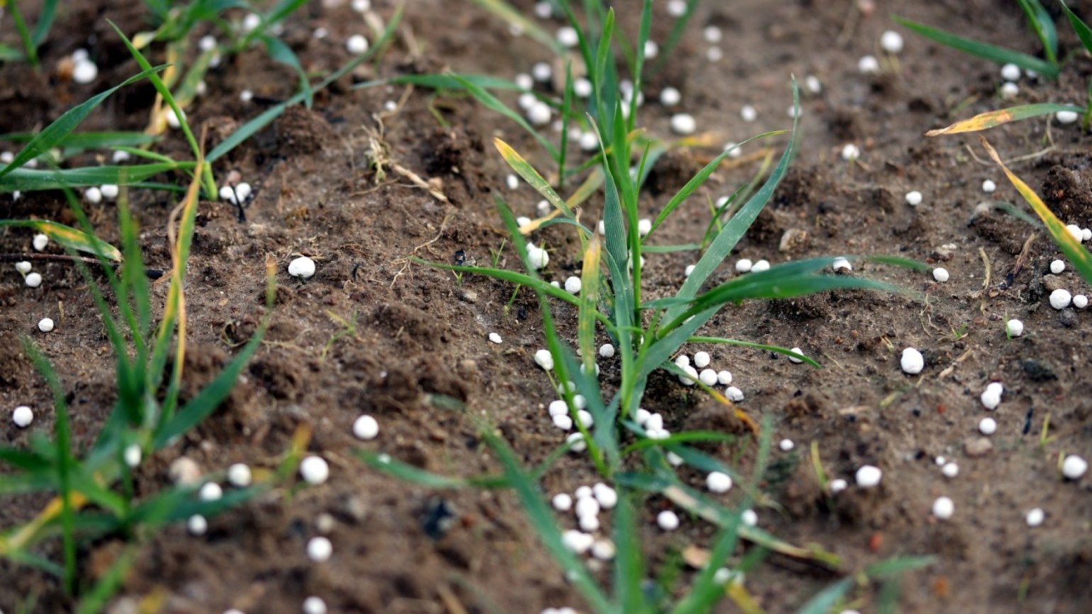 Fertilizarea grâului: cum obții producții mari și sănătoase