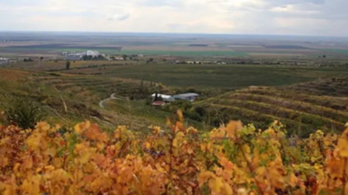 Principalele zone viticole și podgorii din Romania | BASF