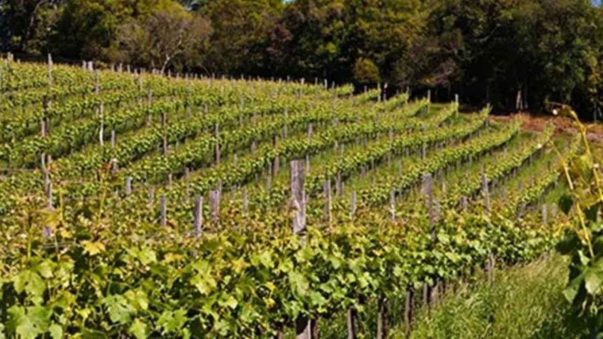 Principalele zone viticole și podgorii din Romania | BASF