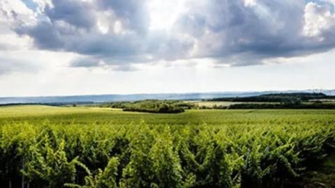 Principalele zone viticole și podgorii din Romania | BASF