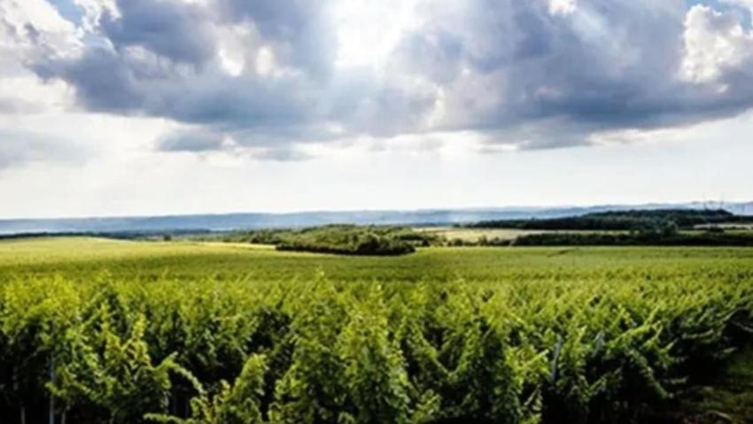 Principalele zone viticole și podgorii din Romania | BASF