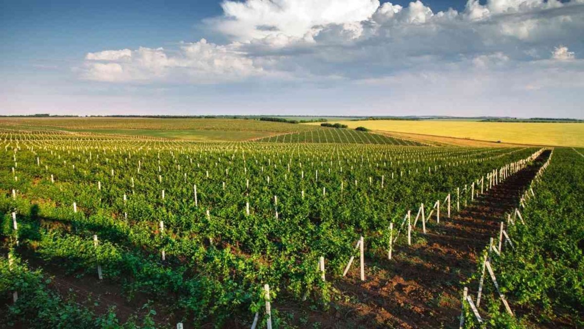Principalele zone viticole și podgorii din Romania | BASF