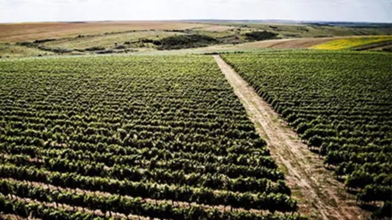 Principalele zone viticole și podgorii din Romania | BASF