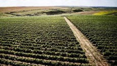 Principalele zone viticole și podgorii din Romania | BASF