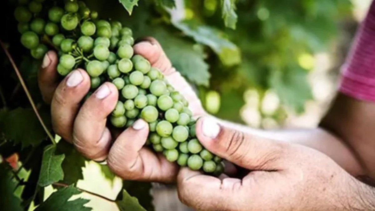 Principalele zone viticole și podgorii din Romania | BASF