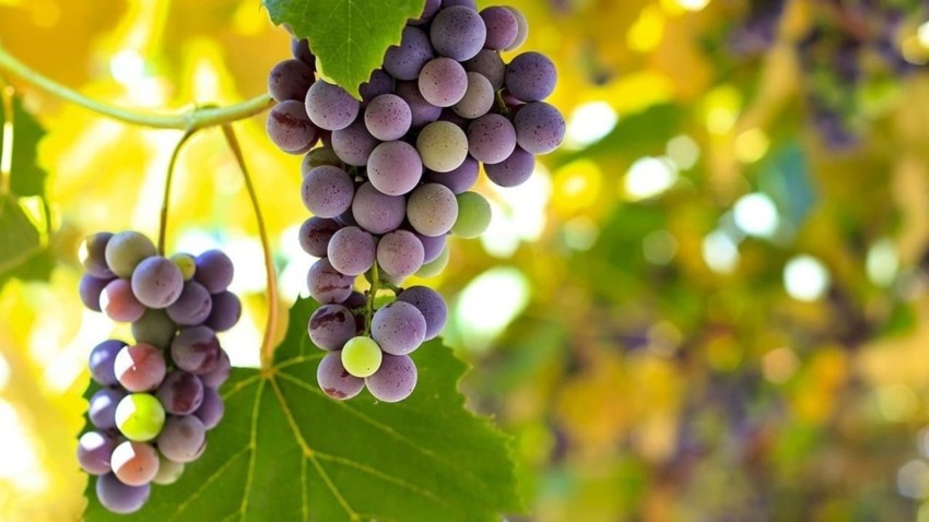 Principalele zone viticole și podgorii din Romania | BASF