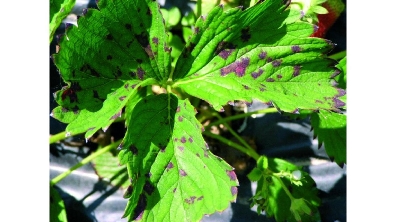 Fainarea capsunului: semne, cauze si combatere | BASF