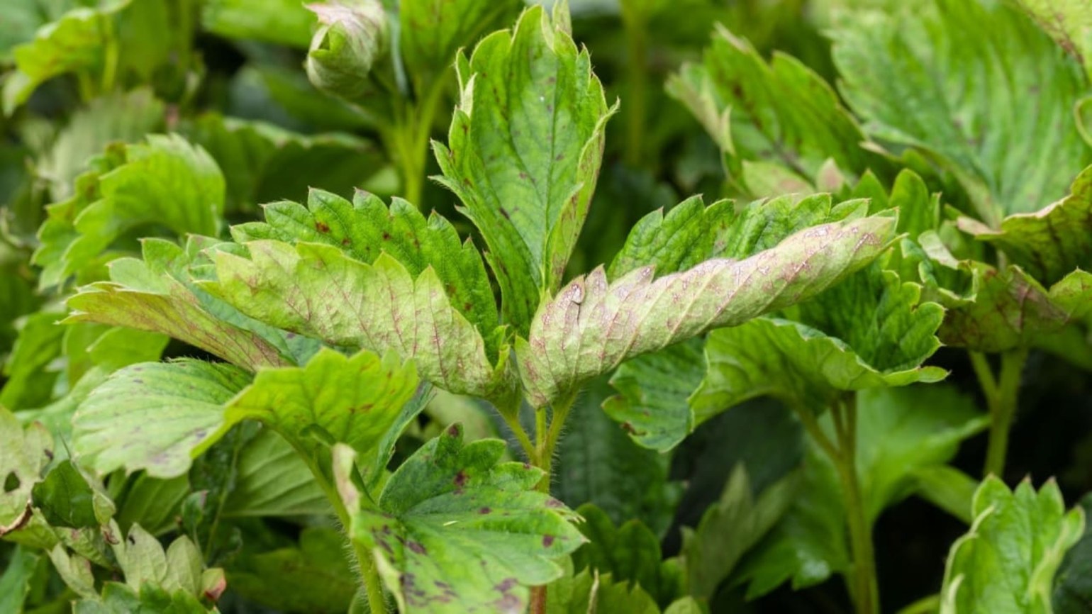 Fainarea capsunului: semne, cauze si combatere | BASF