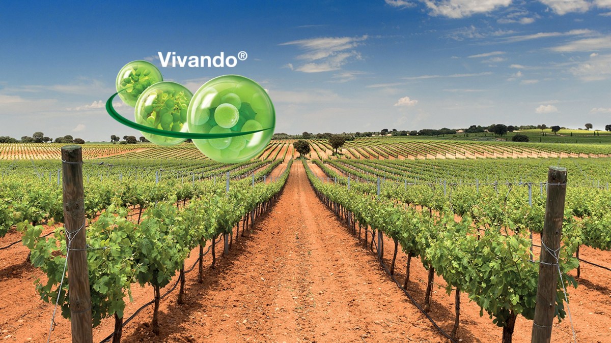 Vivando® - BASF Agricultural Solutions România