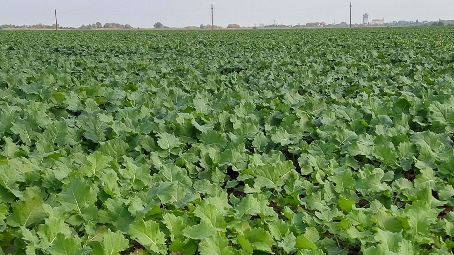 Caramba® 60 SL - BASF Agricultural Solutions România