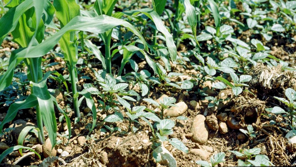 Buruieni monocotiledonate şi dicotiledonate anuale - BASF Agricultural ...