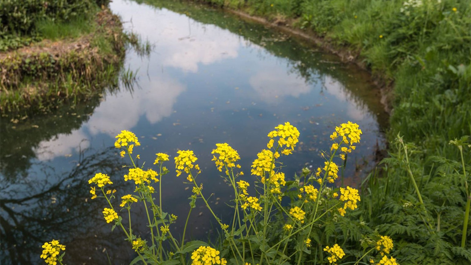 Principalele buruieni care afectează culturile de câmp - BASF ...
